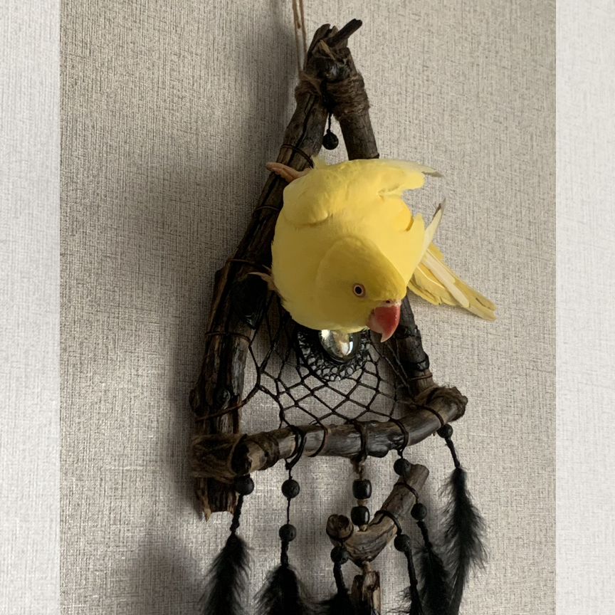 Ожереловый попугай, самка