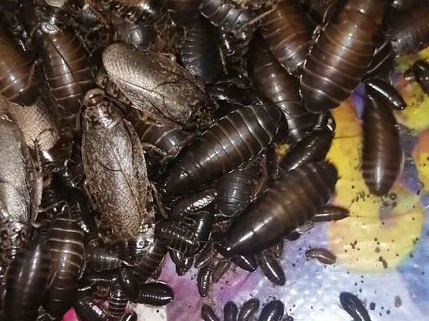 Мраморные тараканы