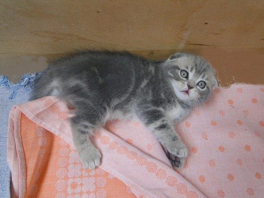 Шотландские Супер малыши
