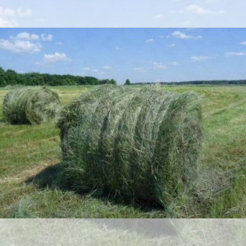 Сено в рулонах