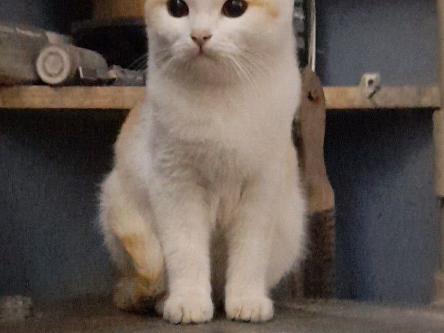 Котенок персиковый мальчик
