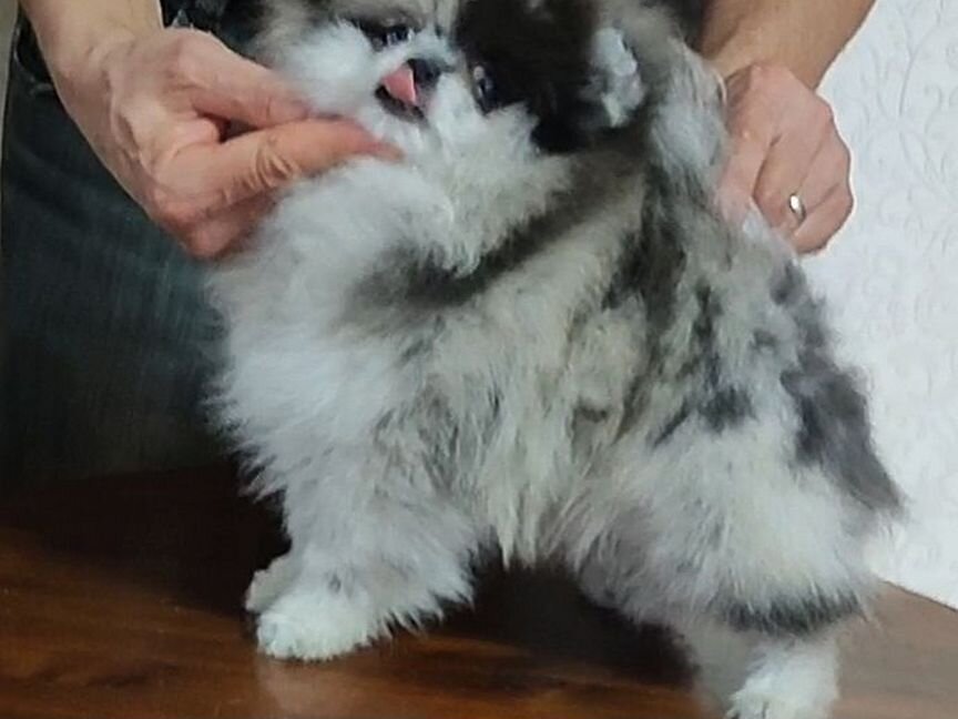 Мраморный мальчик, голубой глаз