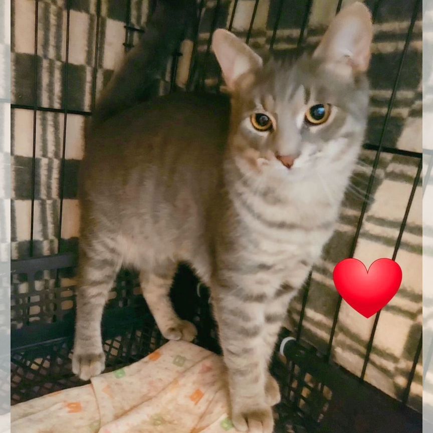 Красавец Тихон хочет домой