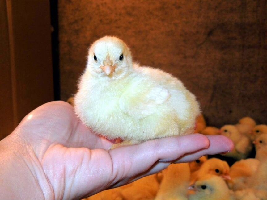 Цыплята бройлеры суточные подрощенные бройлера