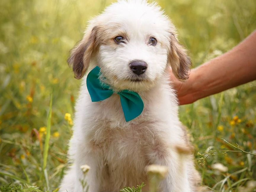 Белый пушистый щенок в добрые руки