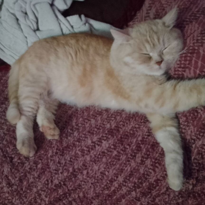 Взрослая, кошка в добрые руки