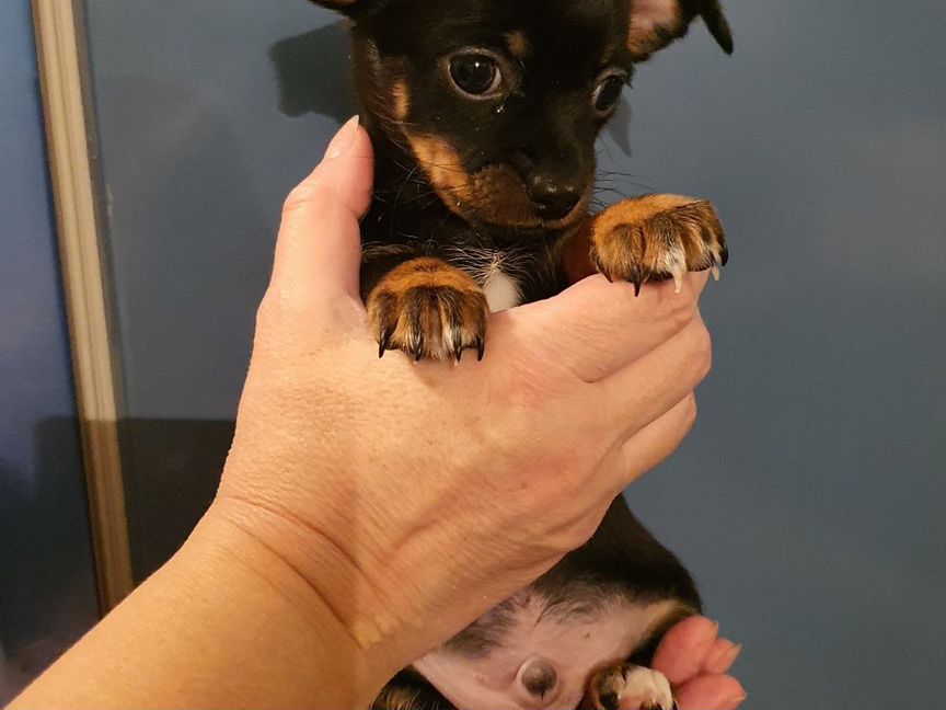 Милый забияка