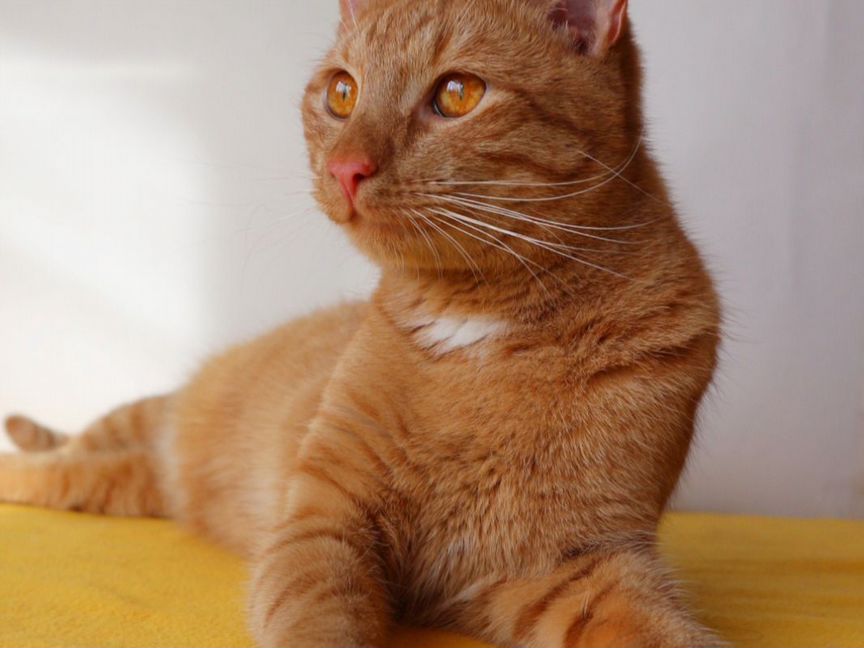 Солнечный котик Ватсон., 11 месяцев
