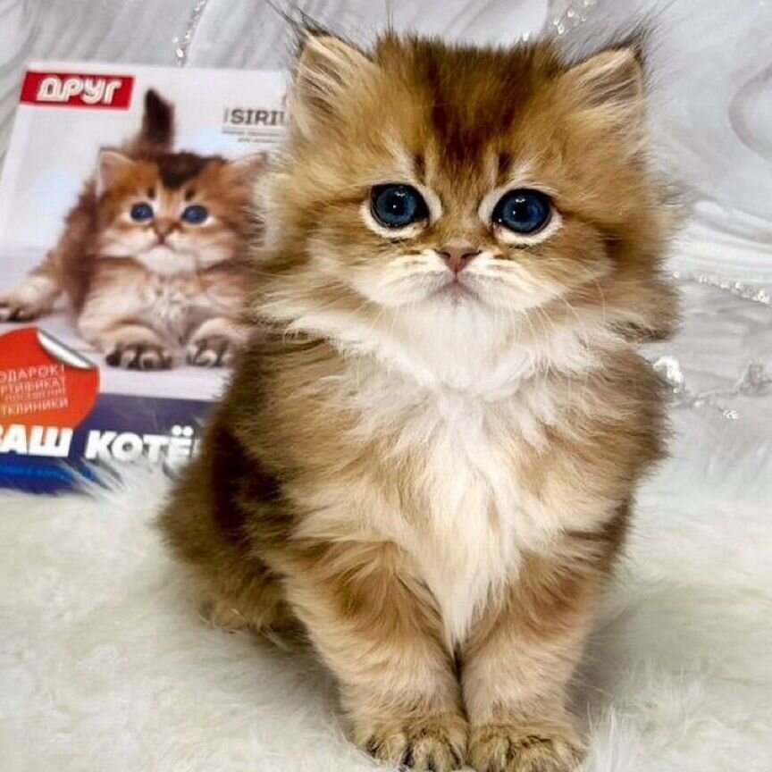 Британская малышка