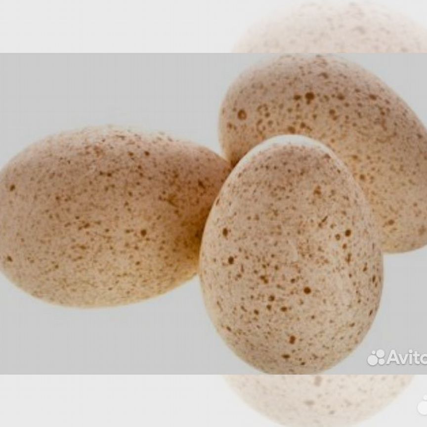 Инкубационное яйцо