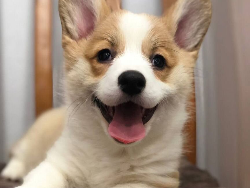 Нарядная девочка Вельш Корги Пемброк