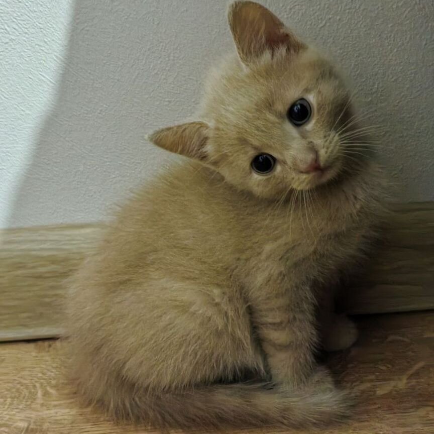 Котик в добрые руки