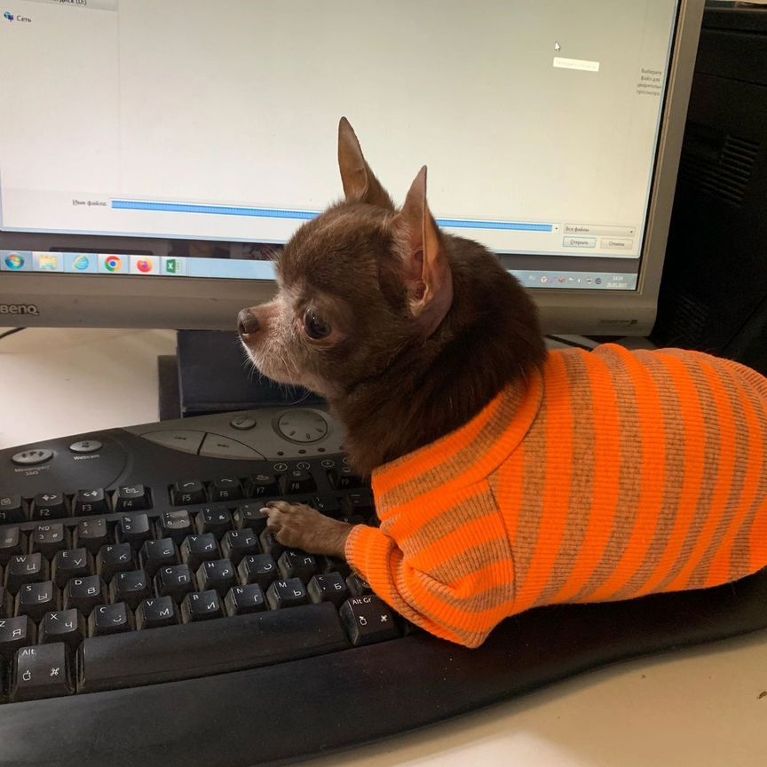 Чихуахуа молодая