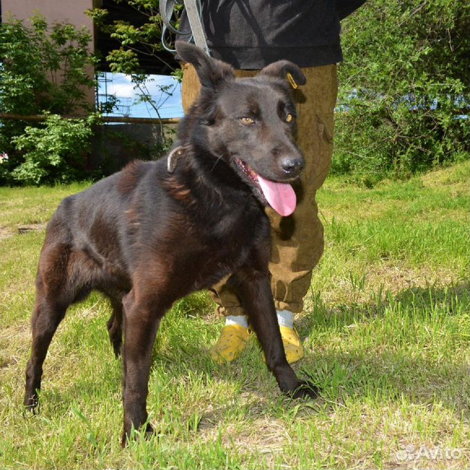 Жасмин в поисках дома