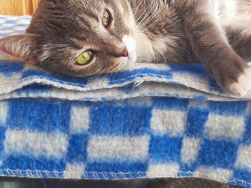 Котик серый с белым