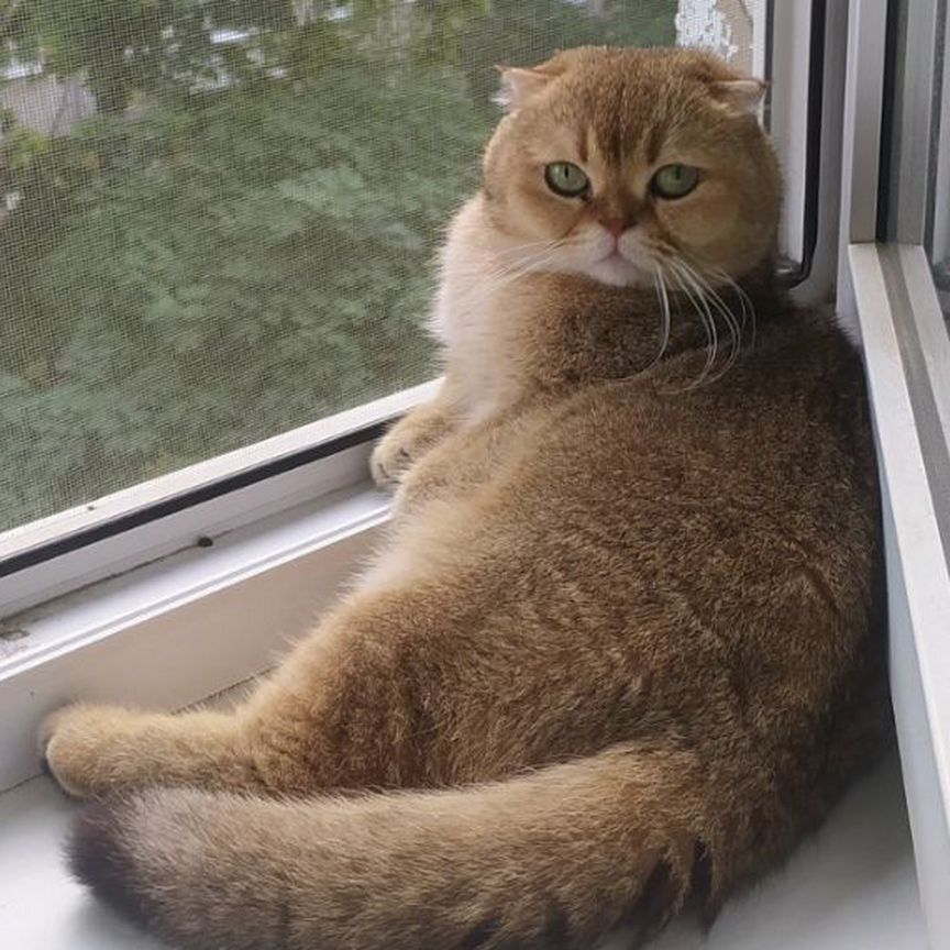 Шотландский котик золотая шиншилла