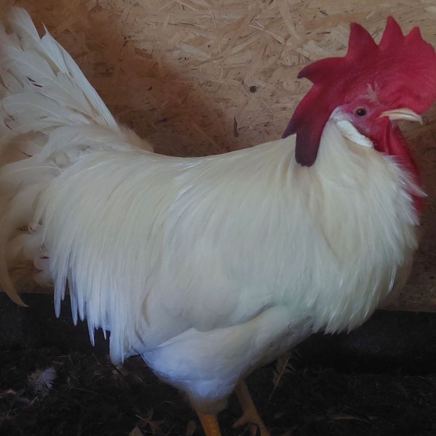 Леггорн стандарт. Инкубационное яйцо. Цыплята