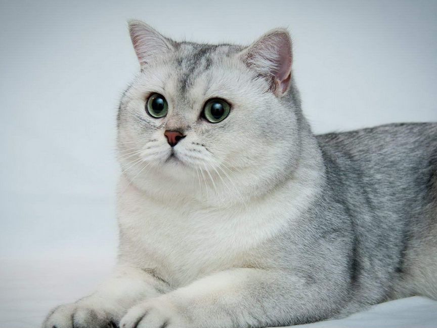 Британская серебристая шиншилла