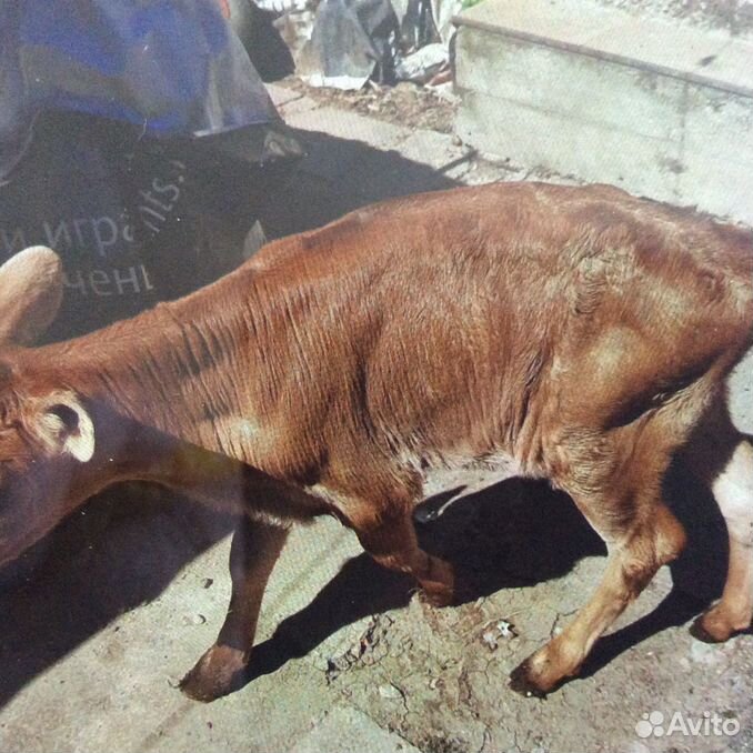 Джерсийская телочка