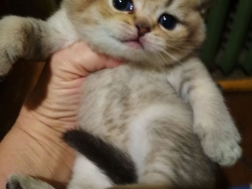 Малыш крепыш