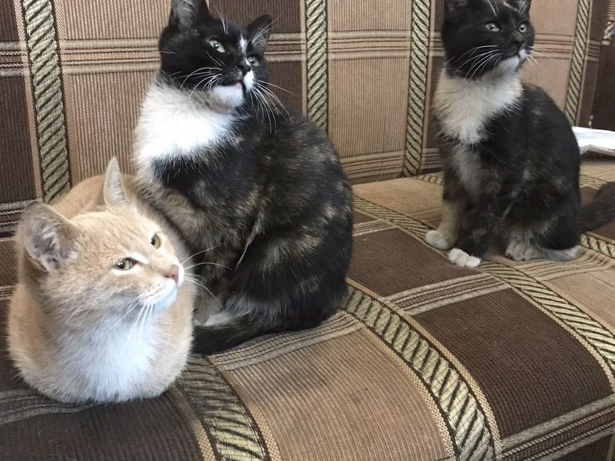 Котята крысоловы