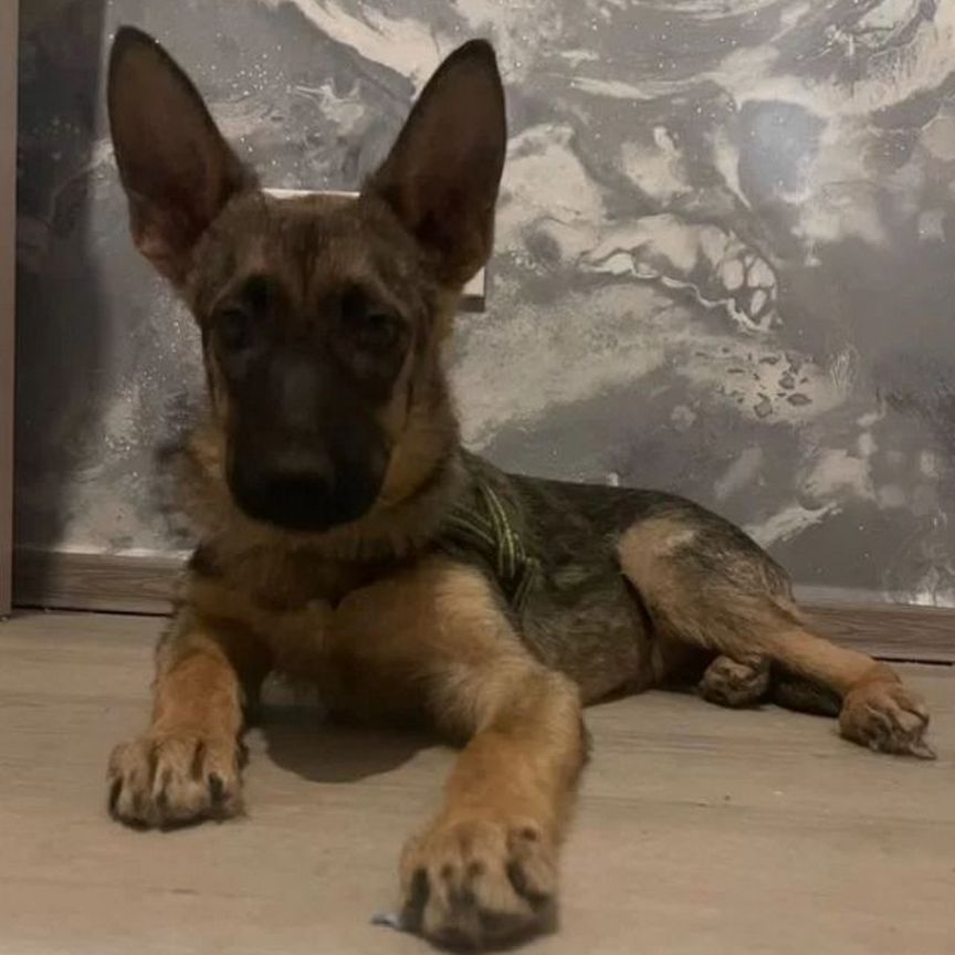 Щенок в добрые руки