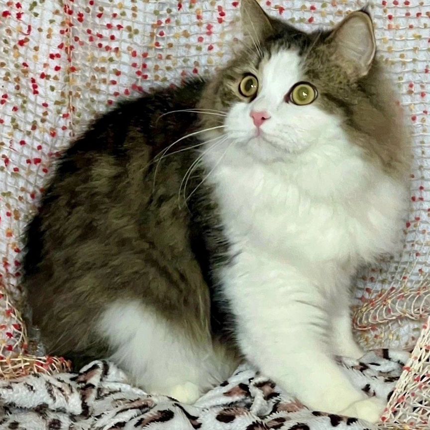 Сибирский, взрослый кот