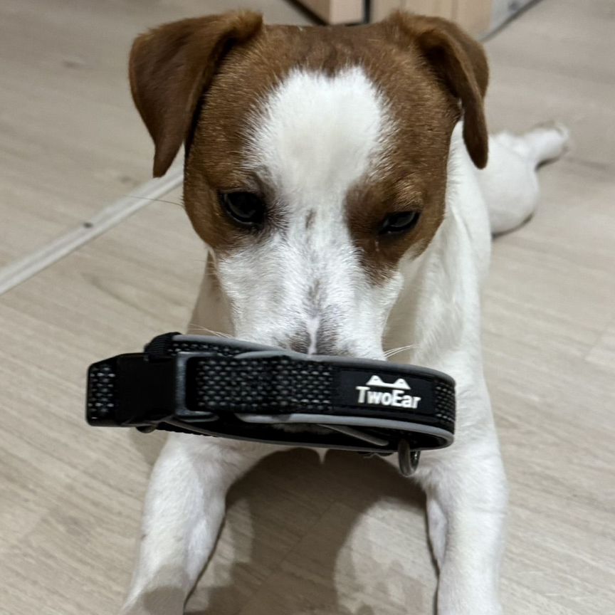 Ошейник для собак