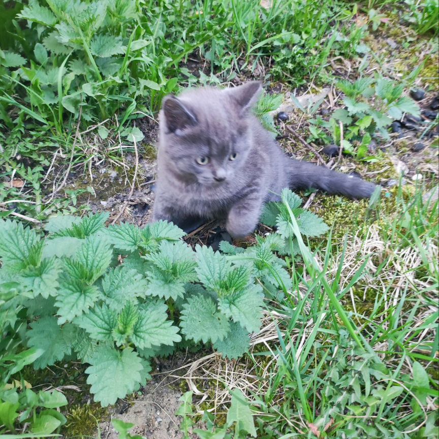 Котята в добрые руки бесплатно
