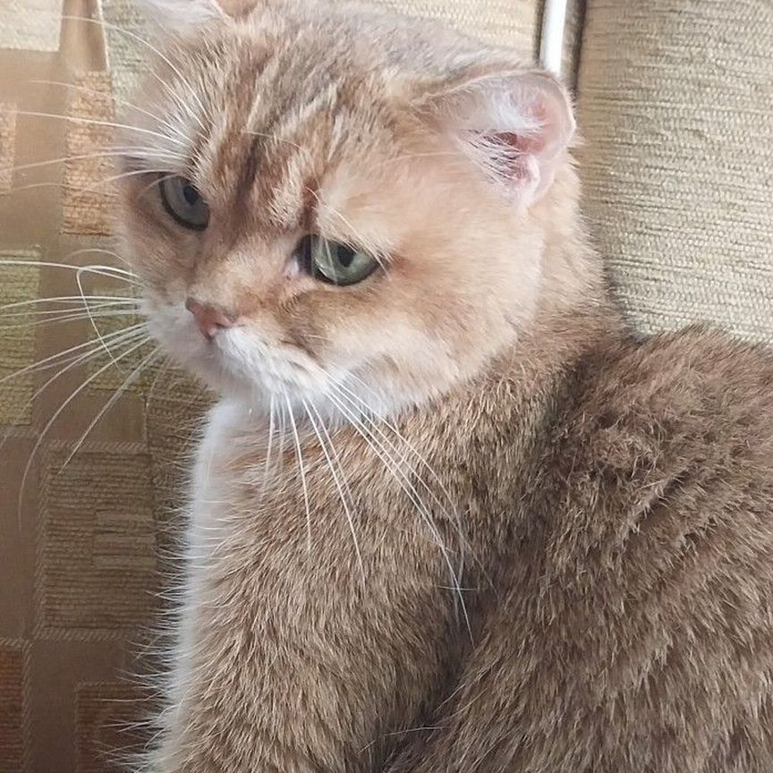 Шотландская прямоухая кошка