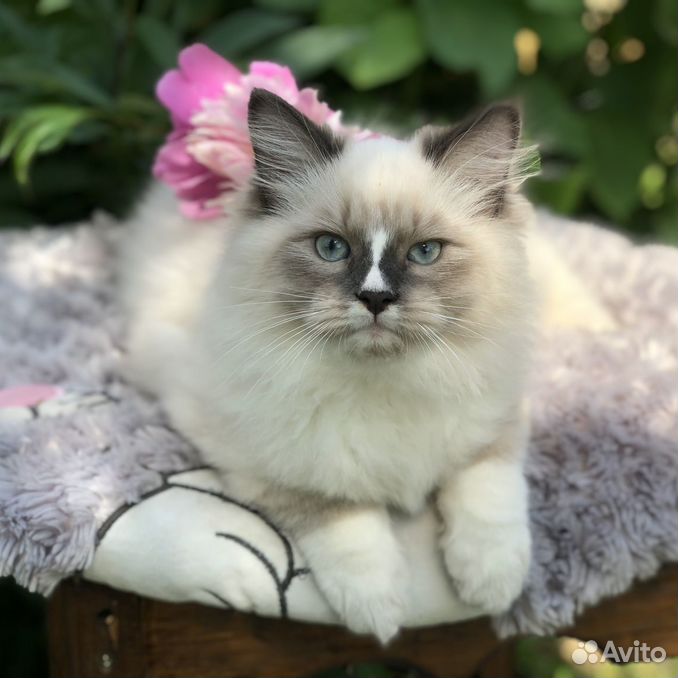 Красавчик (чистокровный) Невский маскарадный