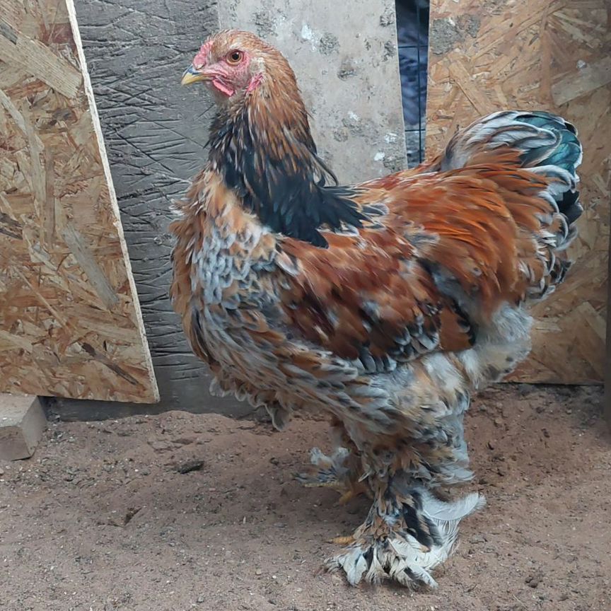 Петушки брама парцелян