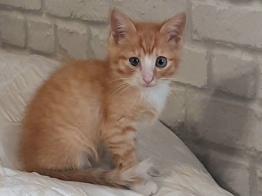 Ласковый котенок кроха надеется найти дом