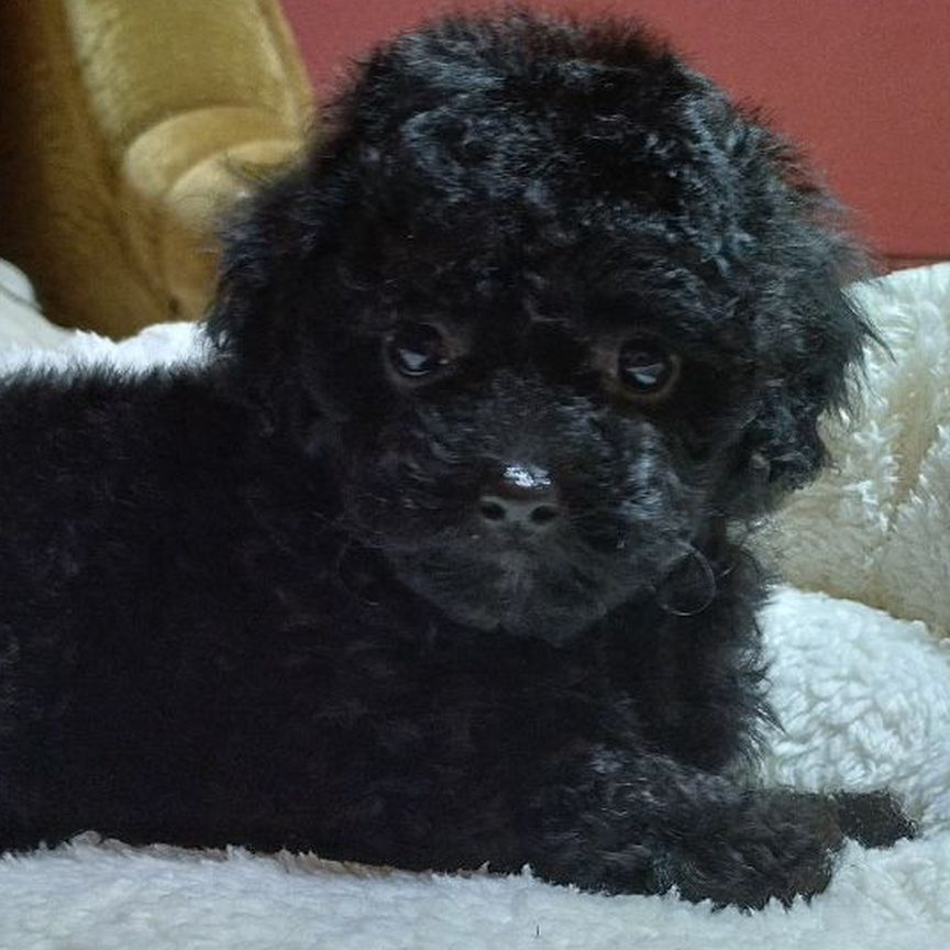 Бишон фризе, щенок