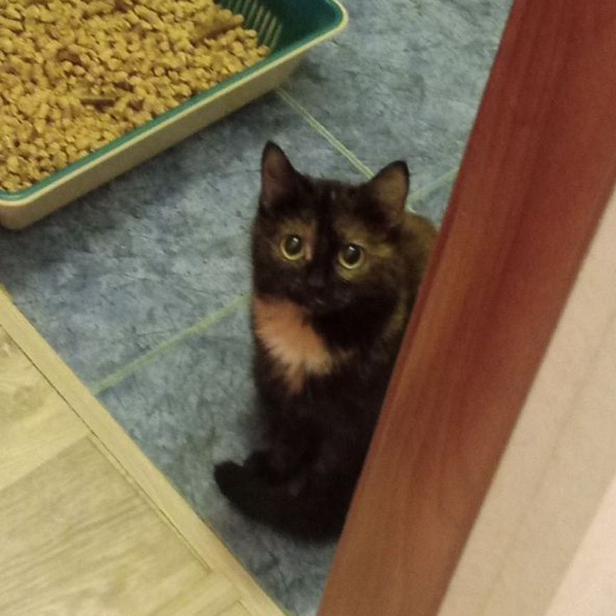 Стерилизованная кошечка интроверт в свой дом