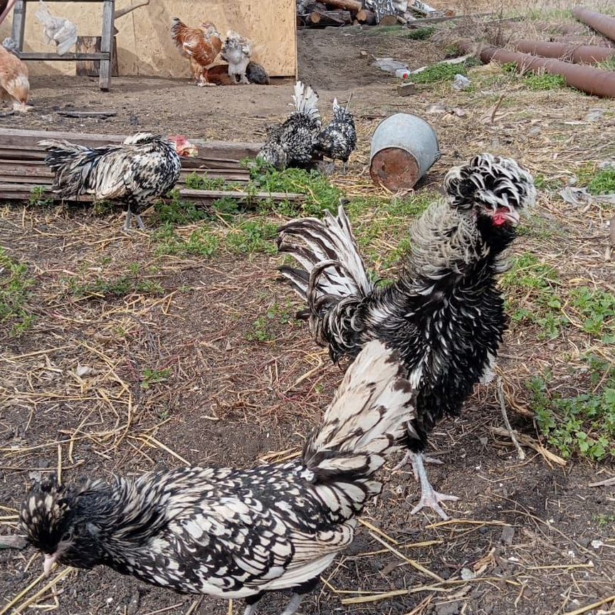 Куры петушки