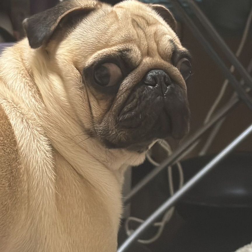 Вязка собак