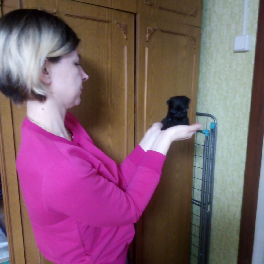 Моська мопс