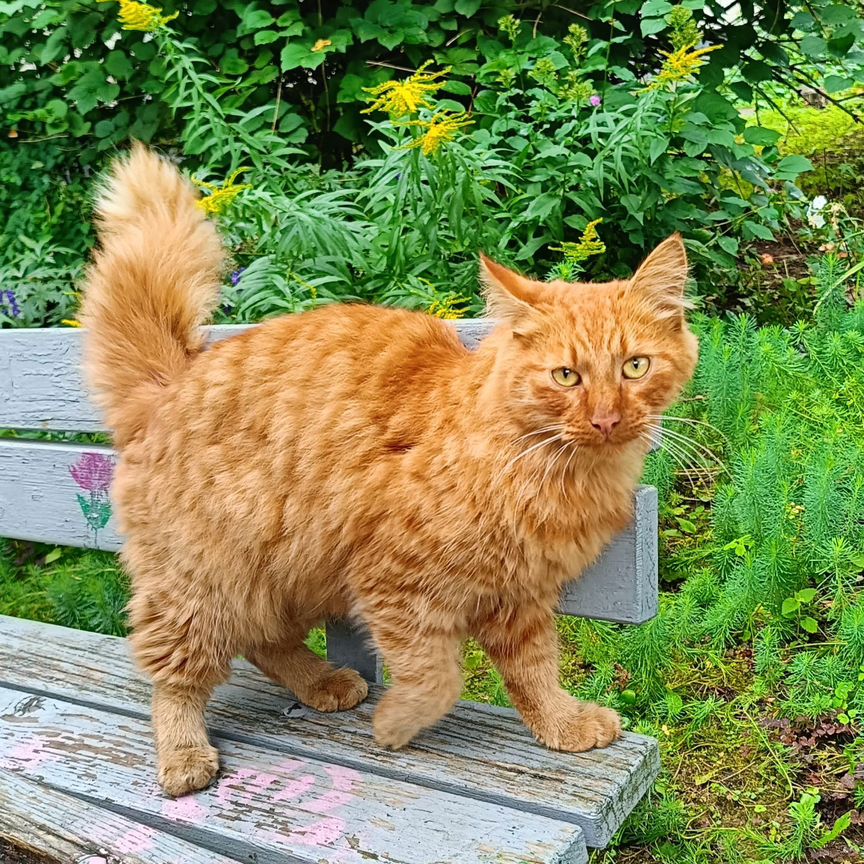 Выкинули рыжего котика