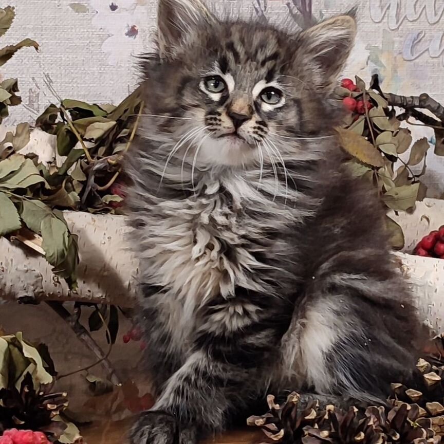 Норвежский лесной котенок Василий