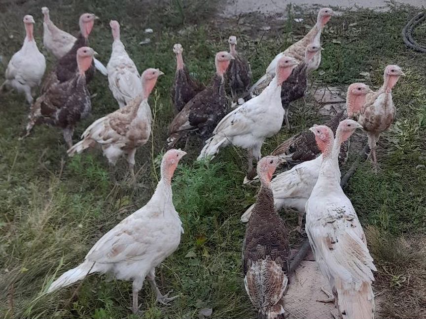 Индюки домашние