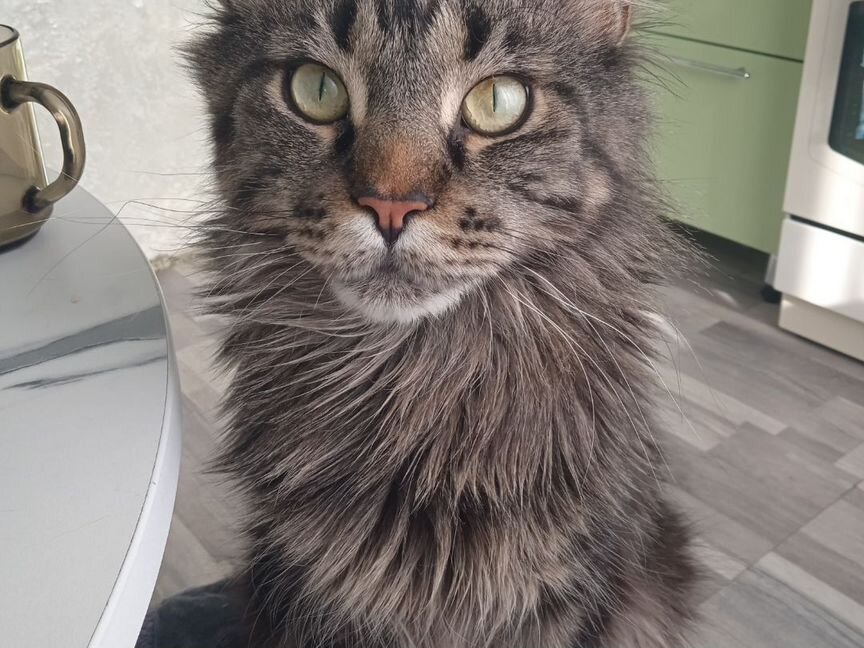 Потерялся кот