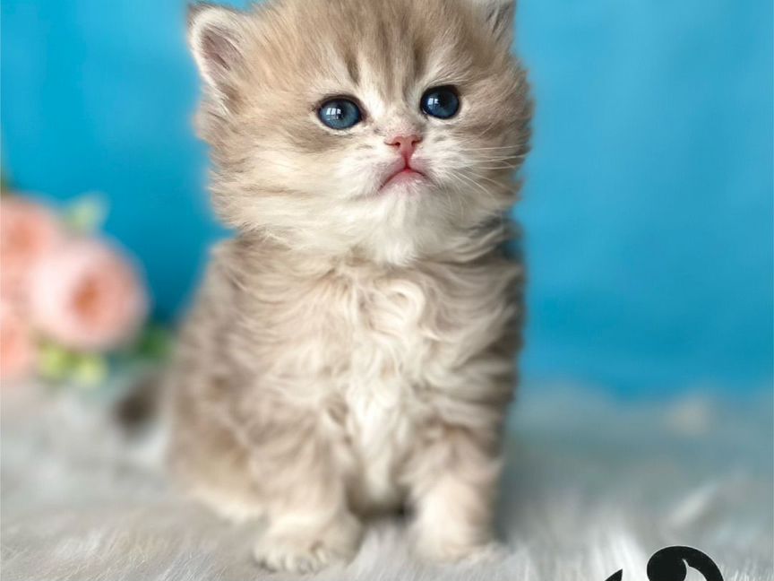 Мальчик Cavaler BLH ay11 из питомника