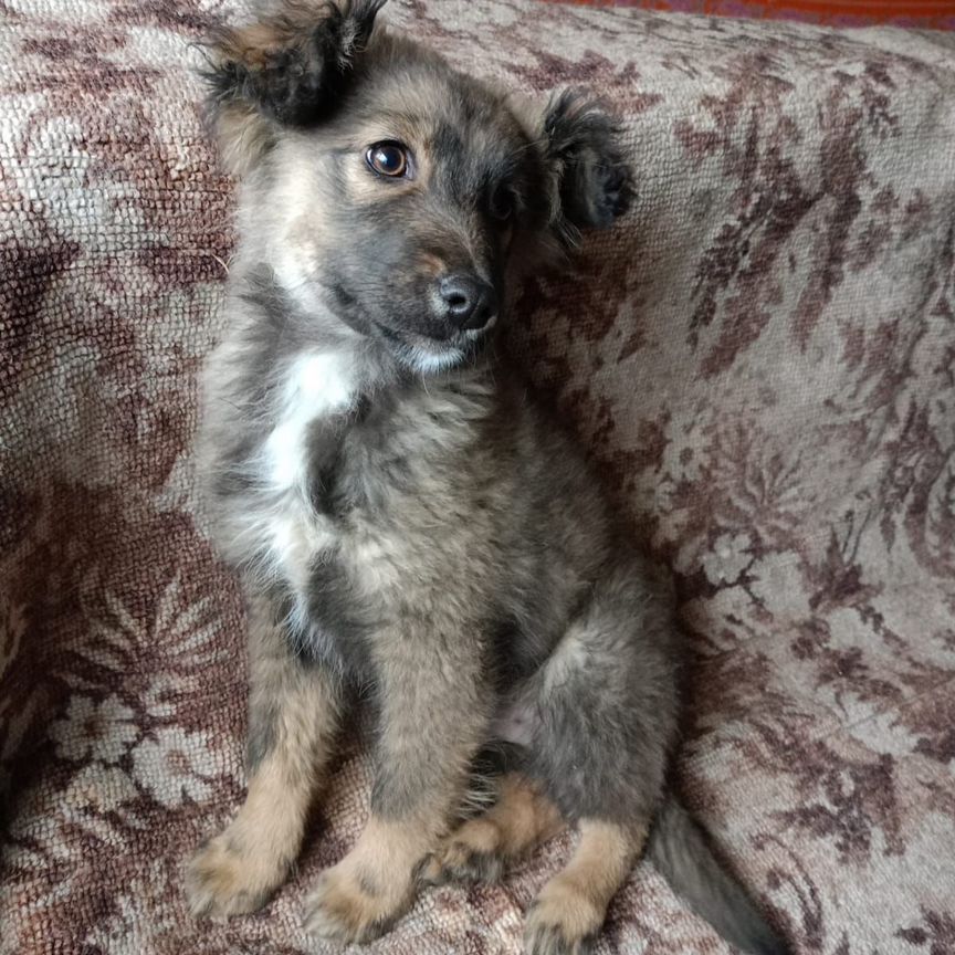 Отдам в добрые руки