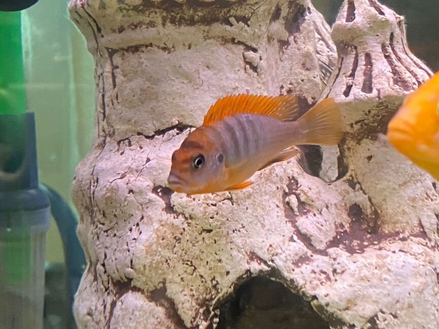 Цихлида лабидохромис Кимпума рэд