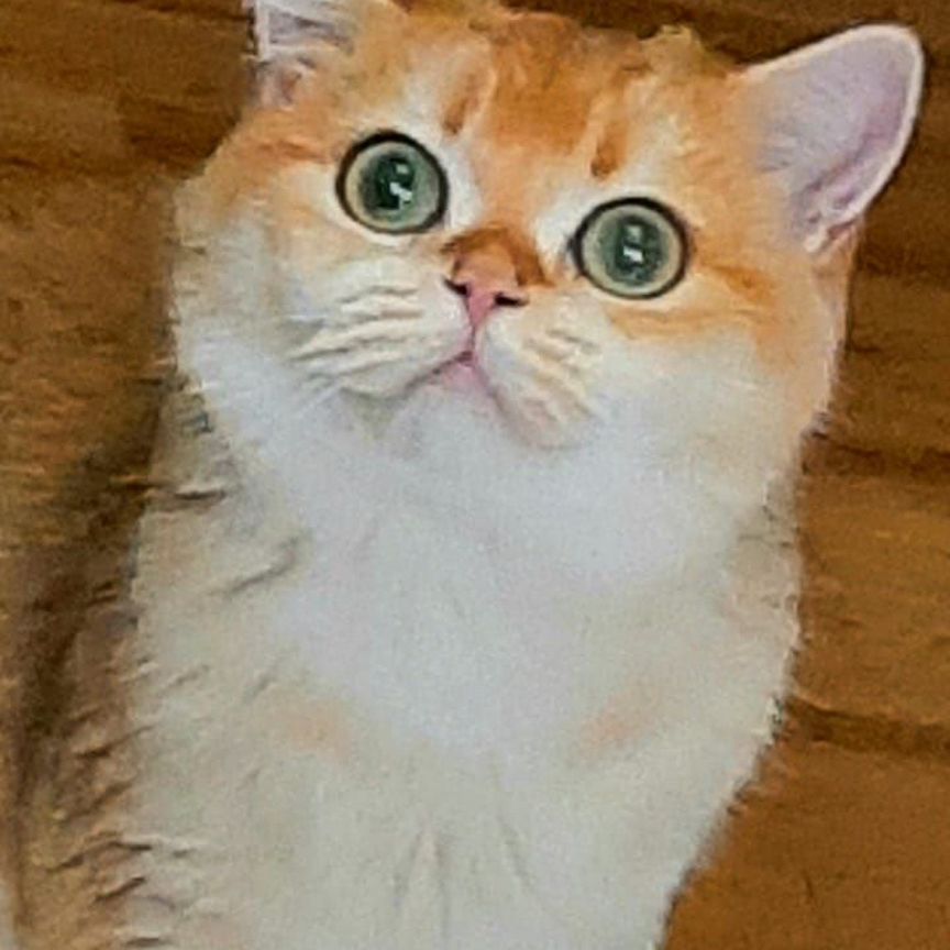 Золотая шиншилла