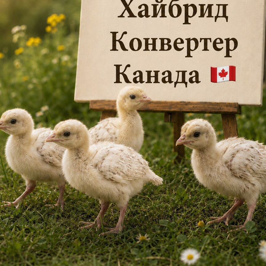 Индюшата бройлерные Канада