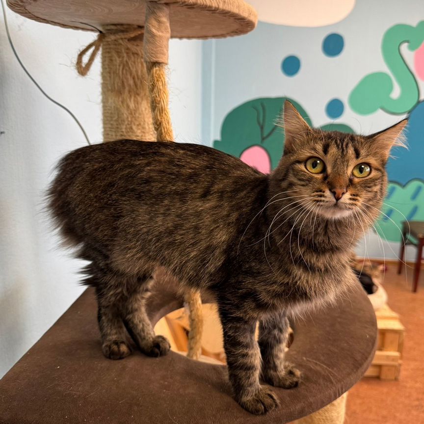 Взрослая, кошка в добрые руки