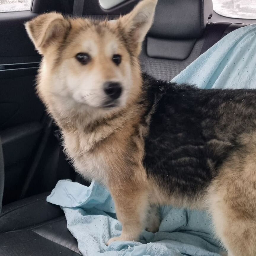 Щенок в добрые руки