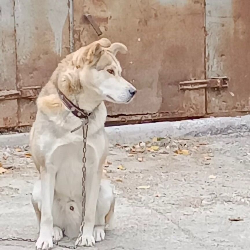 Красавец-пес в частный дом